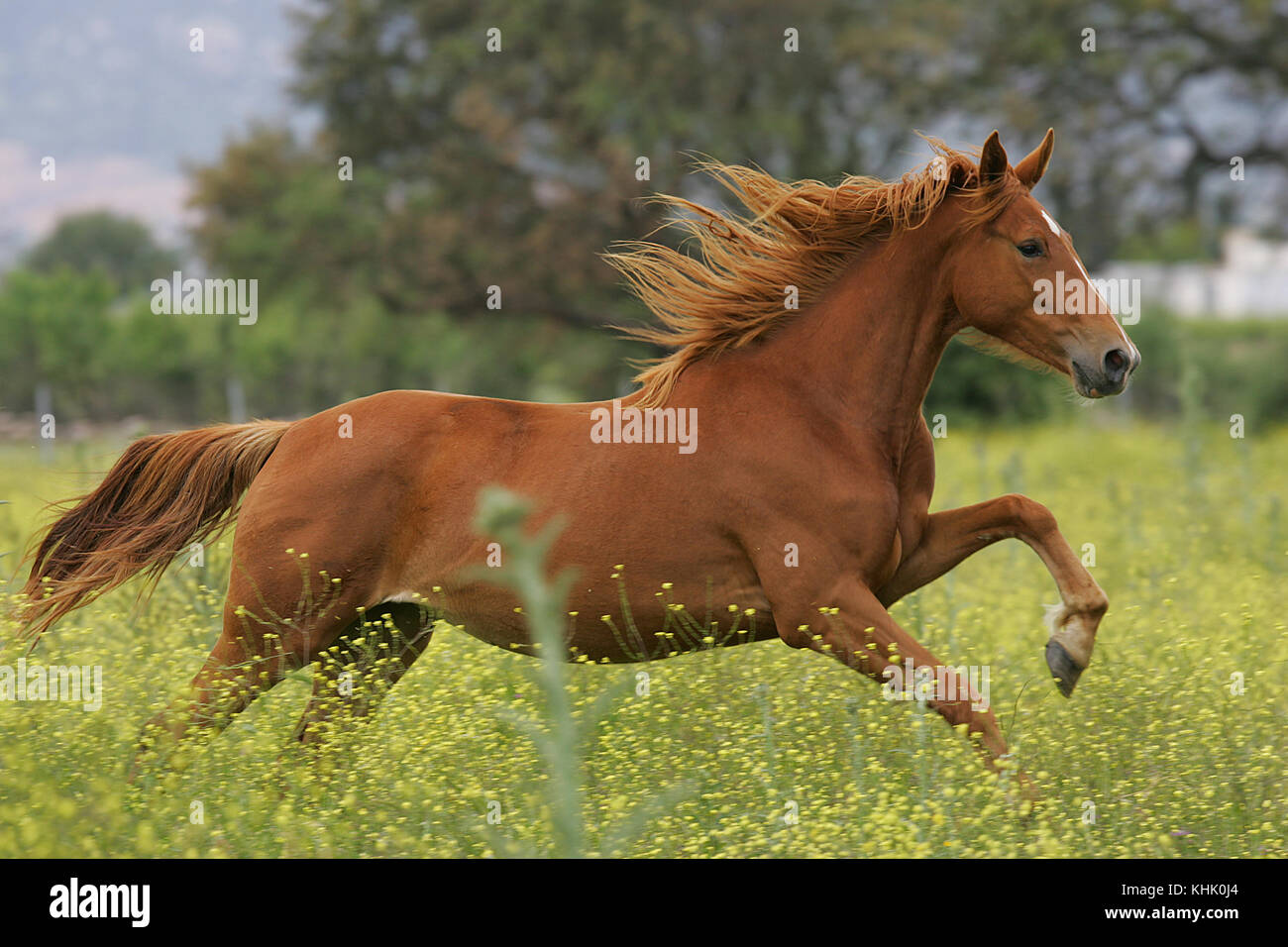 Anglo arab hi-res stock photography and images - Alamy