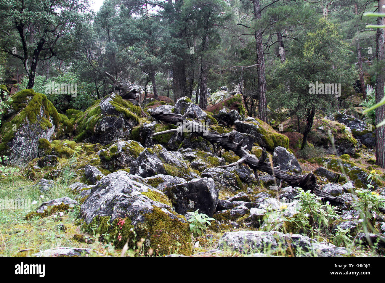 Rocks and moss in the fur-tree forest, Turkey Stock Photo - Alamy