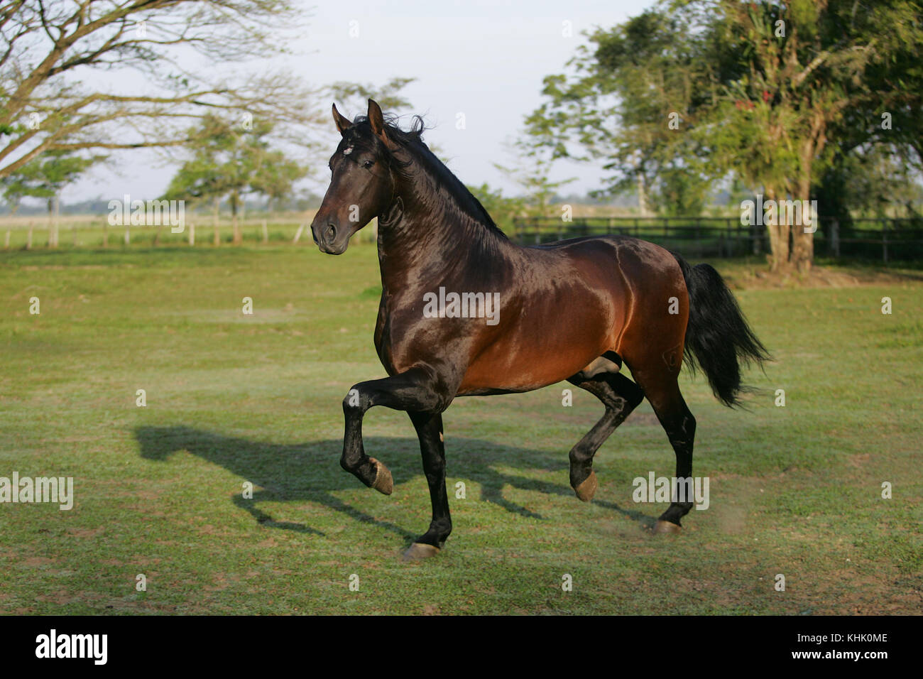 Andalusian horse stallion trotting hi-res stock photography and images ...