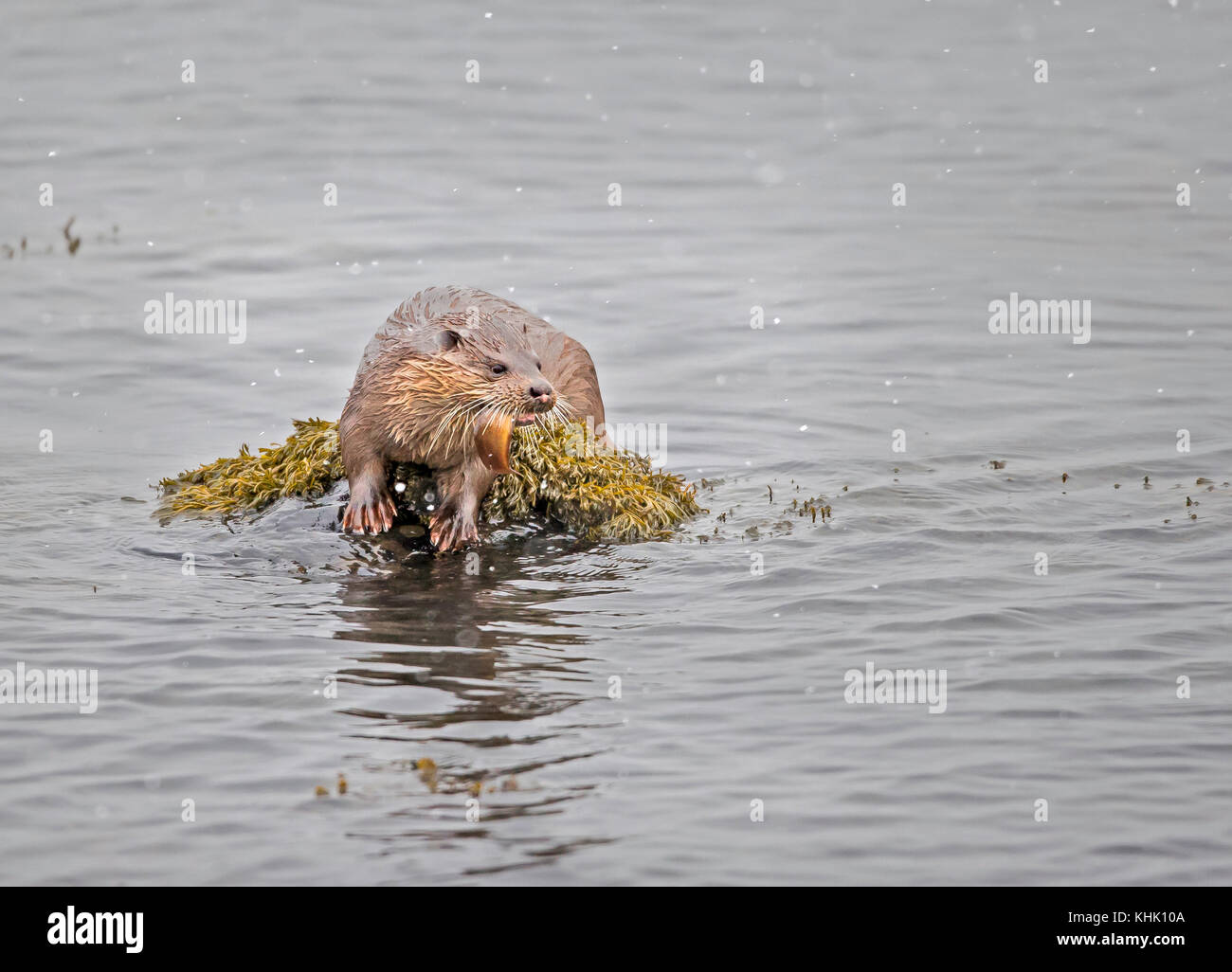 Owl eating scorpion hi-res stock photography and images - Alamy