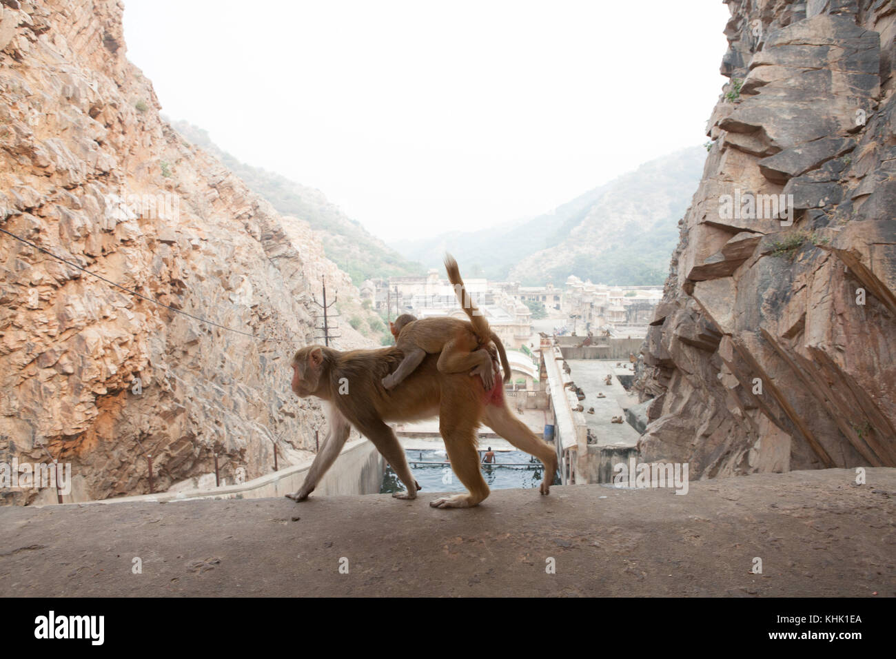 Monkey pests hi-res stock photography and images - Alamy