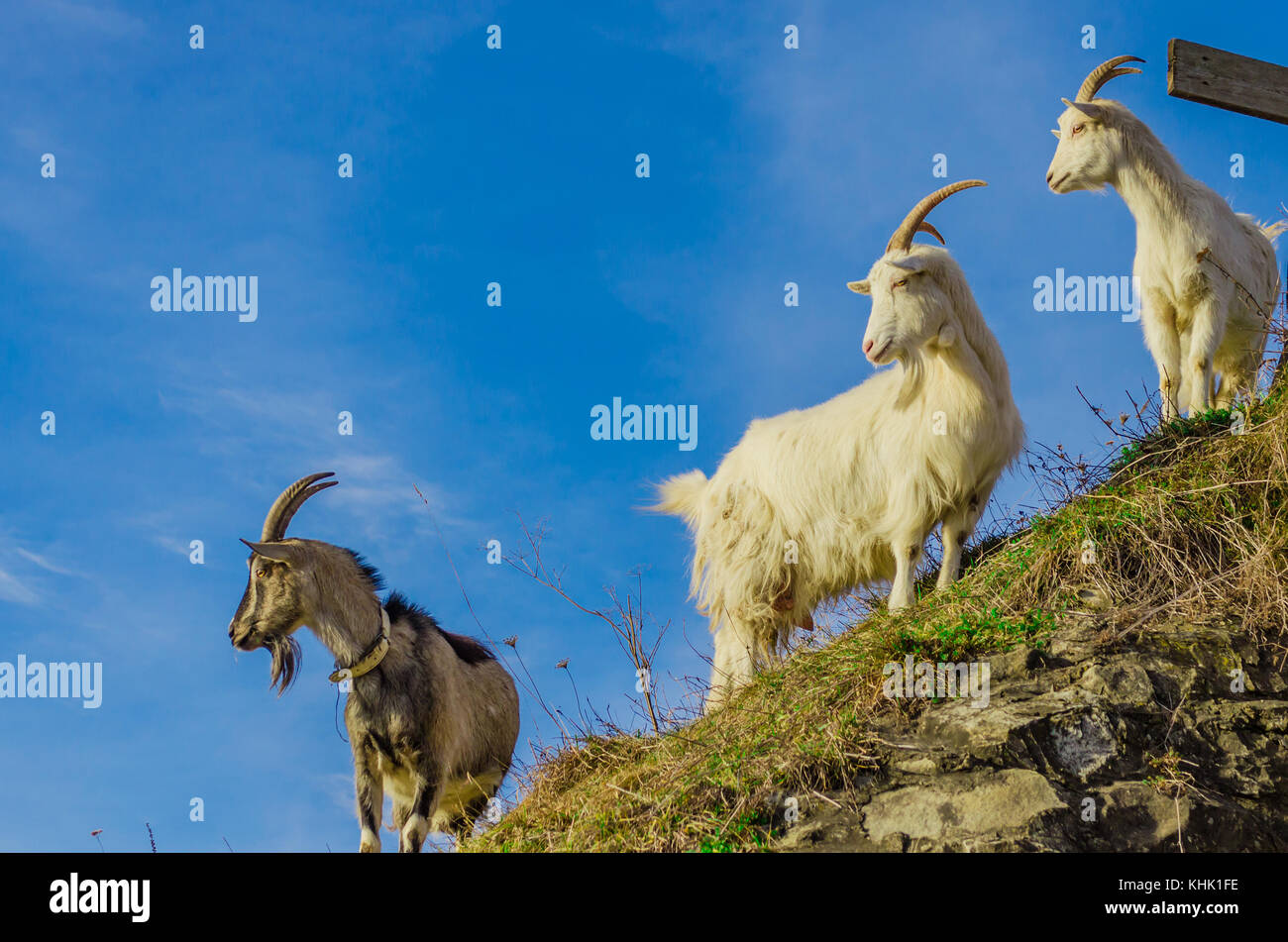 three goats standing on a rock covered with green grass on blue sky ...