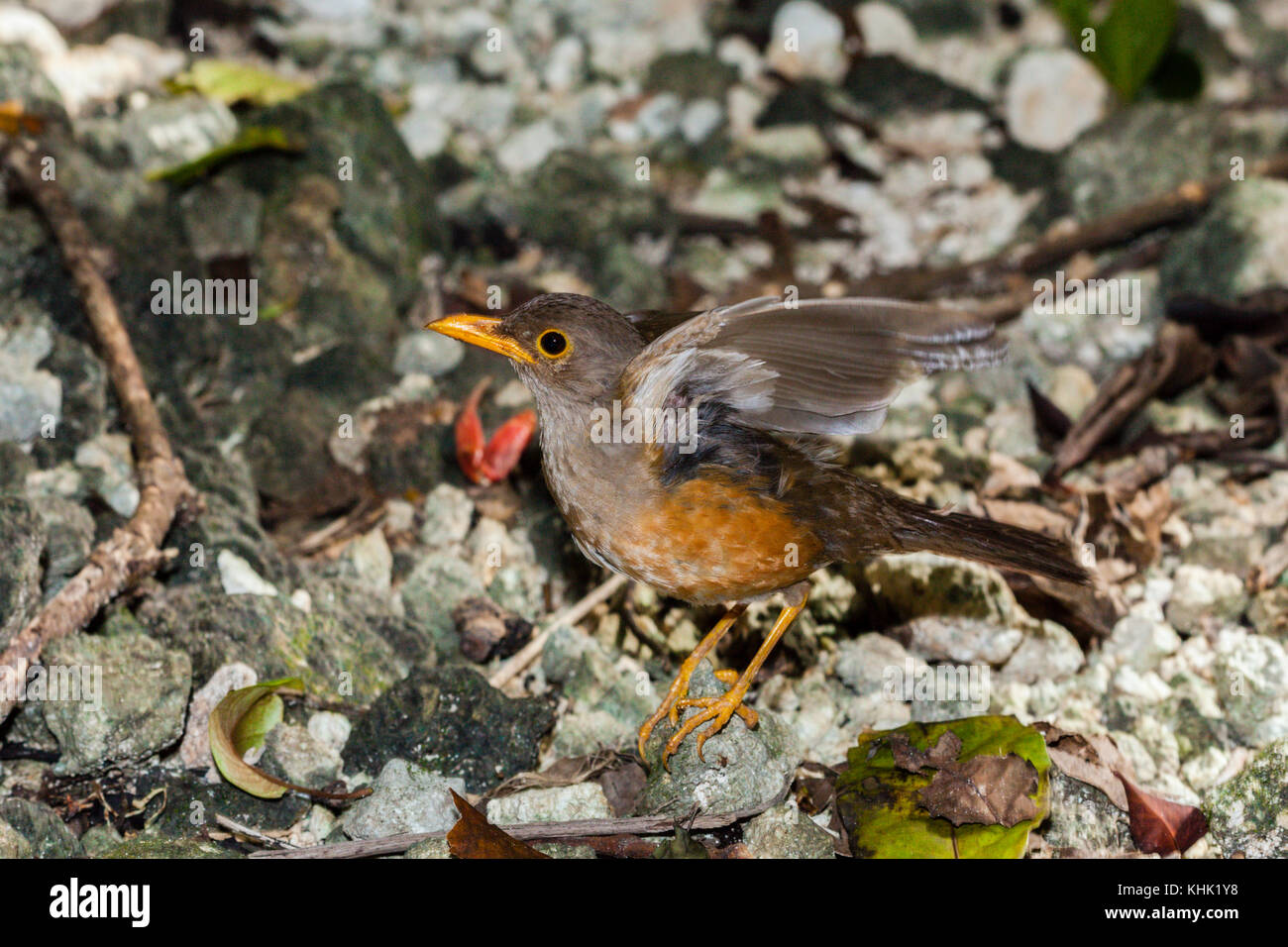Christmas Trush, Turdus poliocephalus erythropleurus, Christmas Island ...