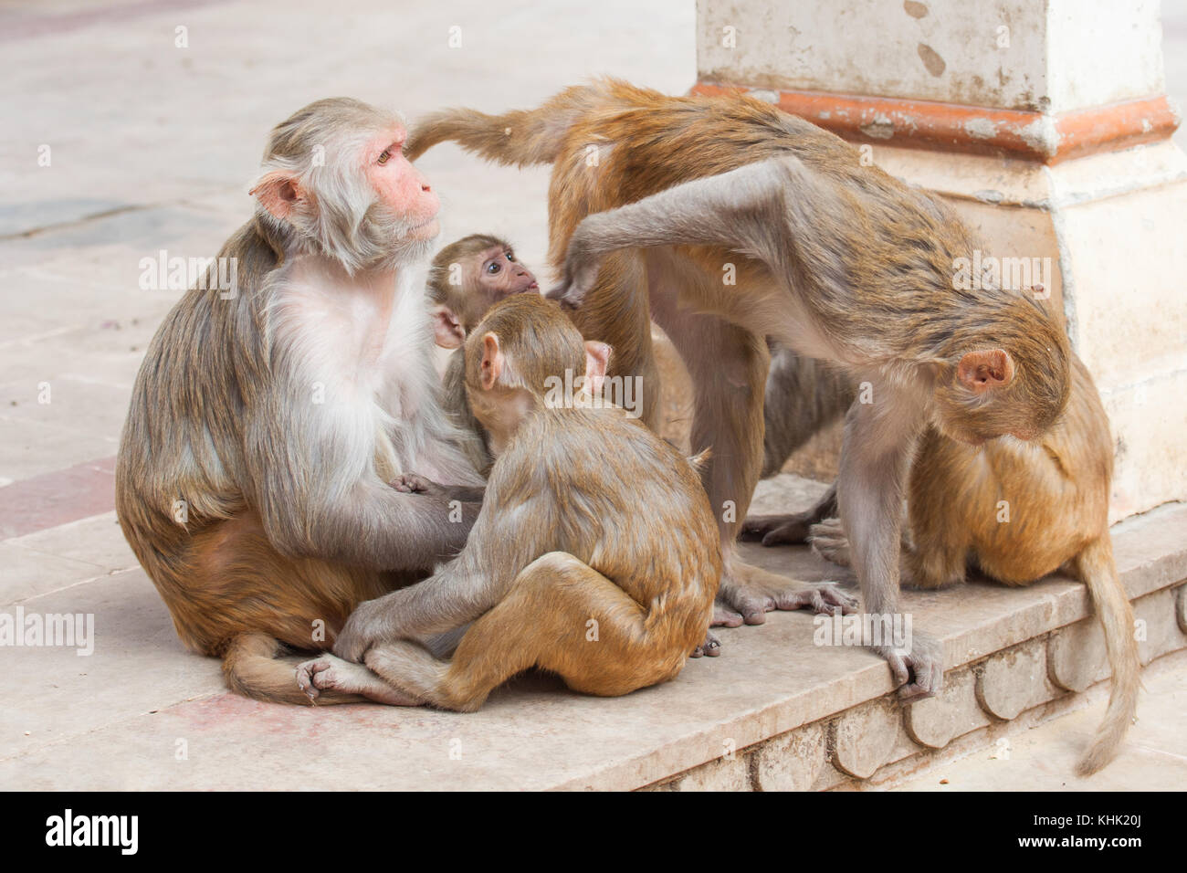 Monkey Pests High Resolution Stock Photography and Images - Alamy