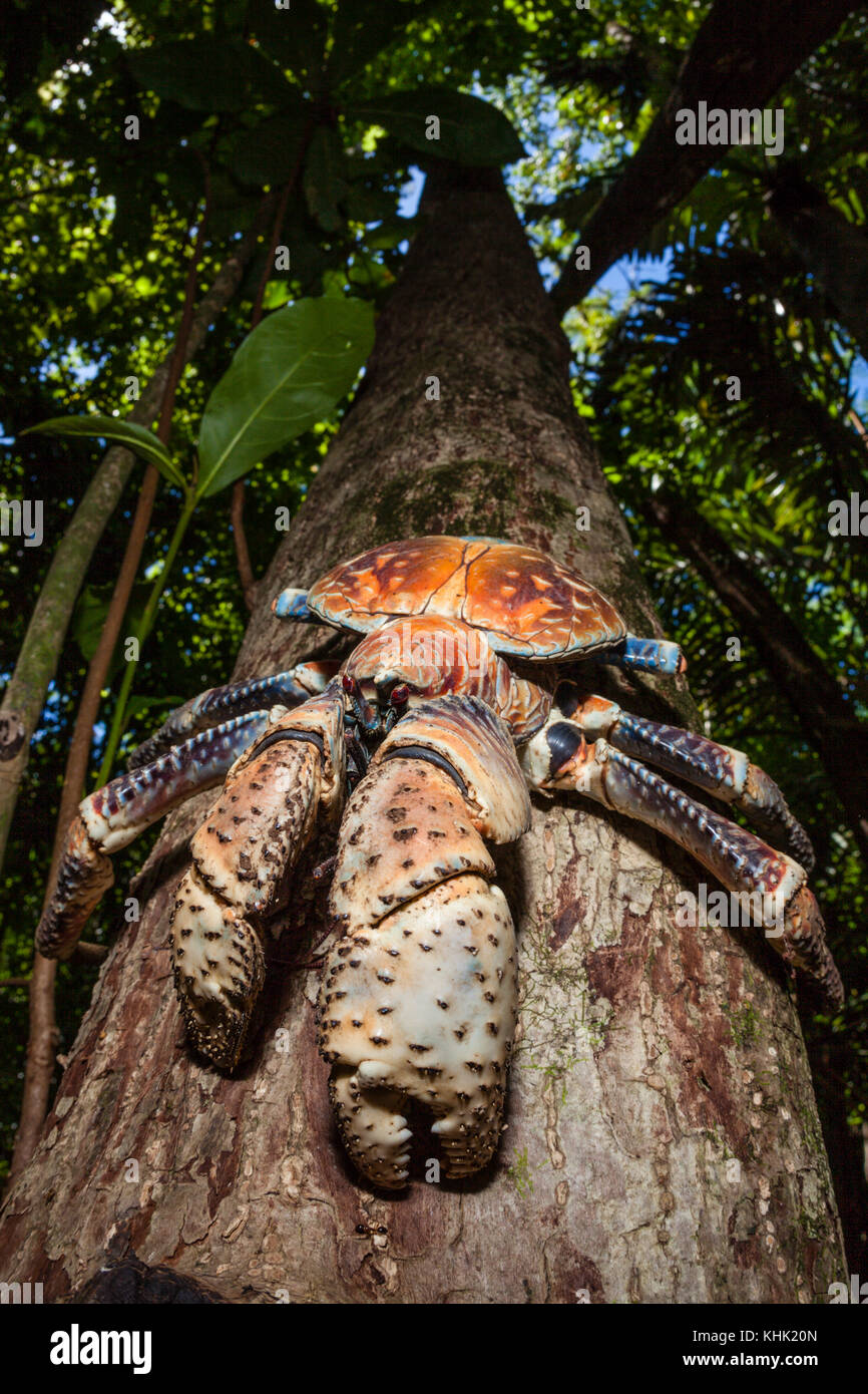 Robber Crab in Rain Forest, Birgus latro, Christmas Island, Australia ...