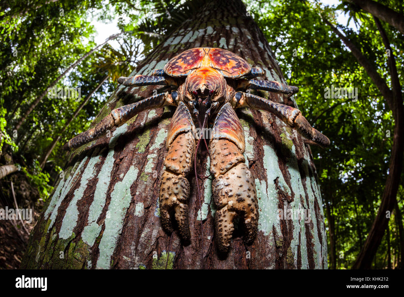 Robber Crab in Rain Forest, Birgus latro, Christmas Island, Australia ...