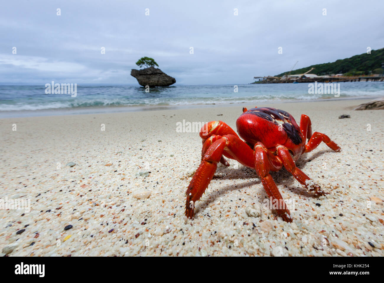 Christmas Island Red Crab at Beach of Flying Fish Cove, Gecarcoidea ...