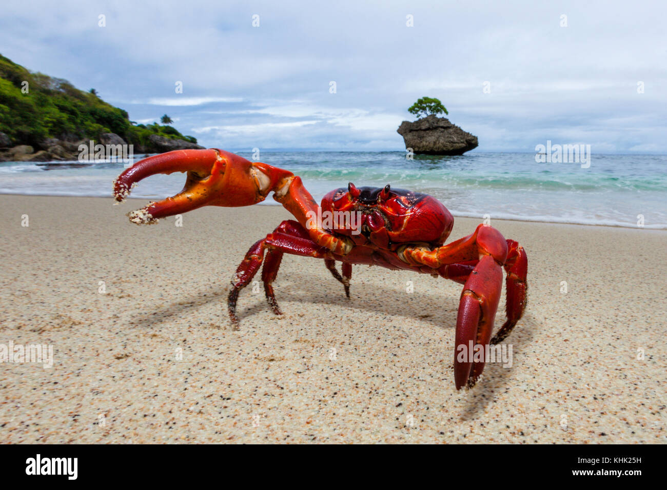 Christmas Island Red Crab at Beach of Flying Fish Cove, Gecarcoidea ...