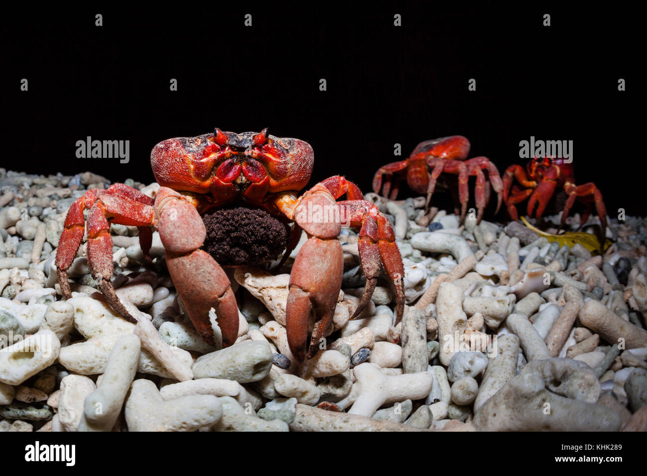 Animal Spawning High Resolution Stock Photography and Images - Alamy