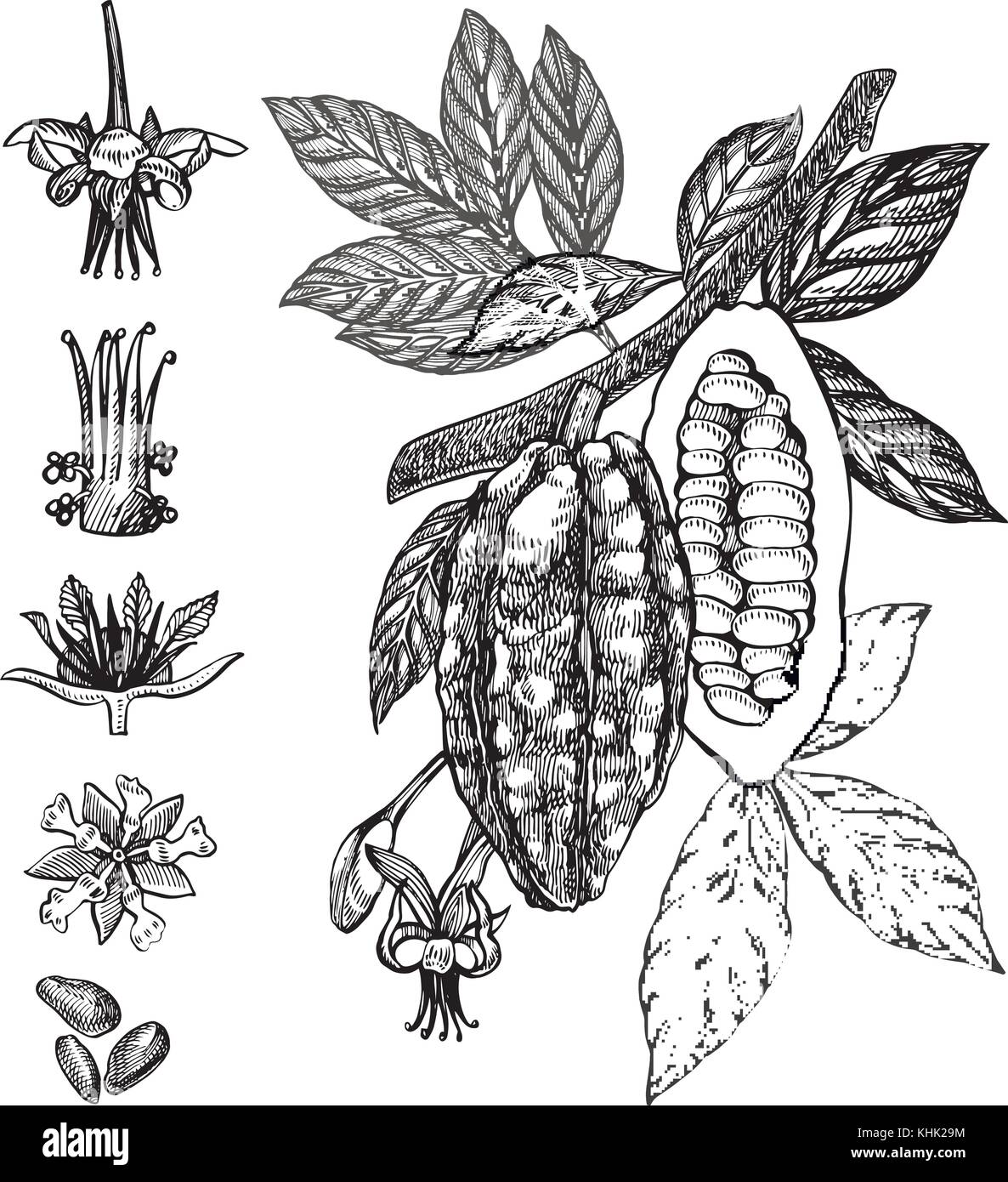 Chocolate Cocoa beans vector illustration. Engraved style illustration ...