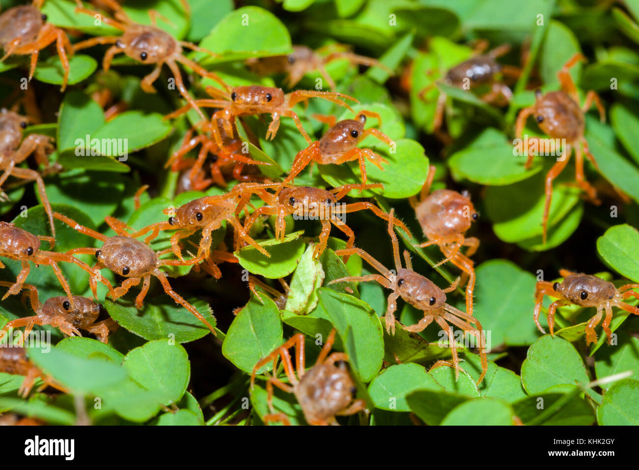 Christmas island red crab larva hi-res stock photography and images - Alamy