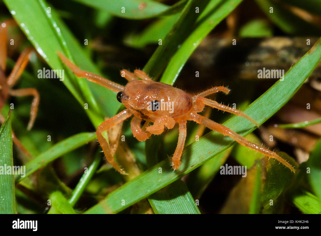 Juvenile Crabs returning on Land, Gecarcoidea natalis, Christmas Island ...