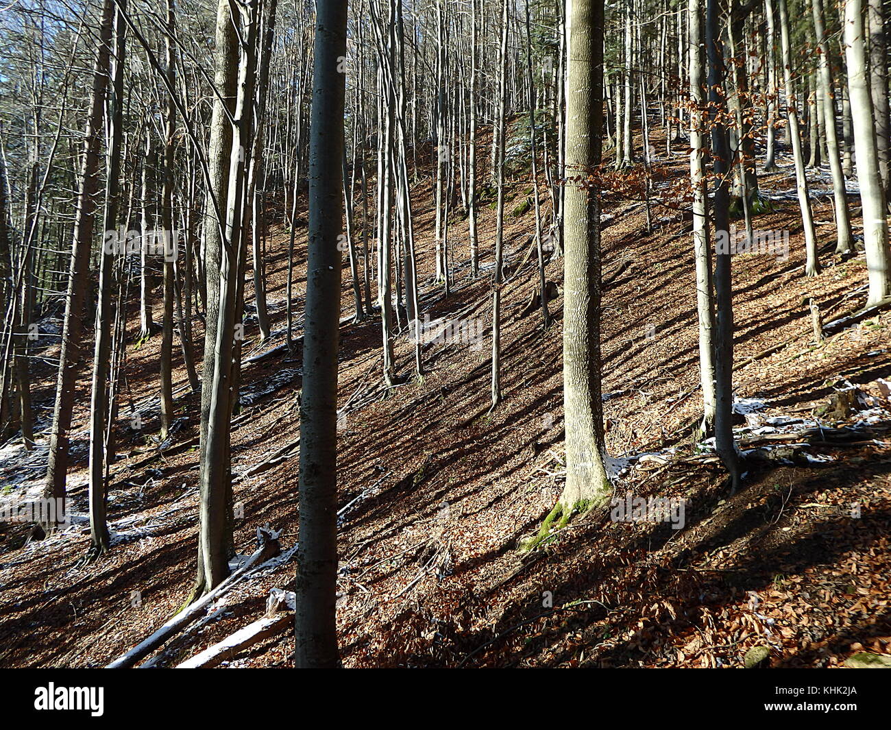 Autumn forest - tree trunks - view Stock Photo - Alamy