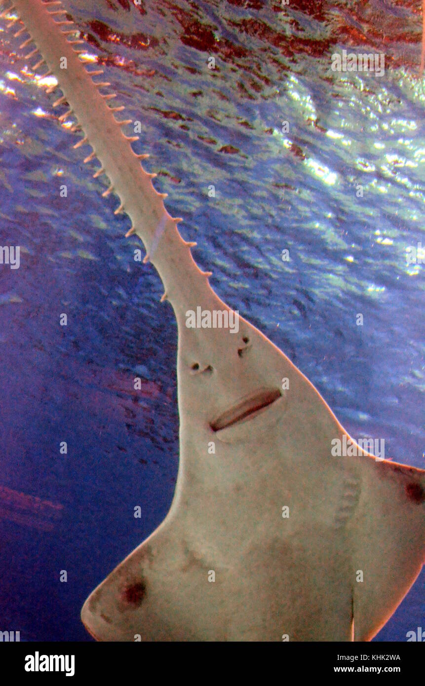 Saw fish shark hi-res stock photography and images - Alamy