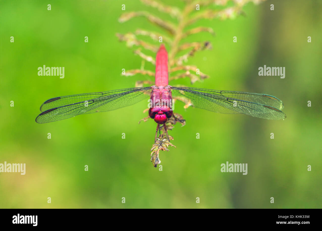 Bright red dragonfly with spread wings closeup sitting on a fern leaf ...