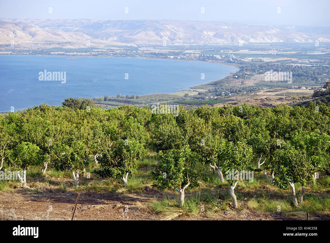 Orchard israel hi-res stock photography and images - Alamy