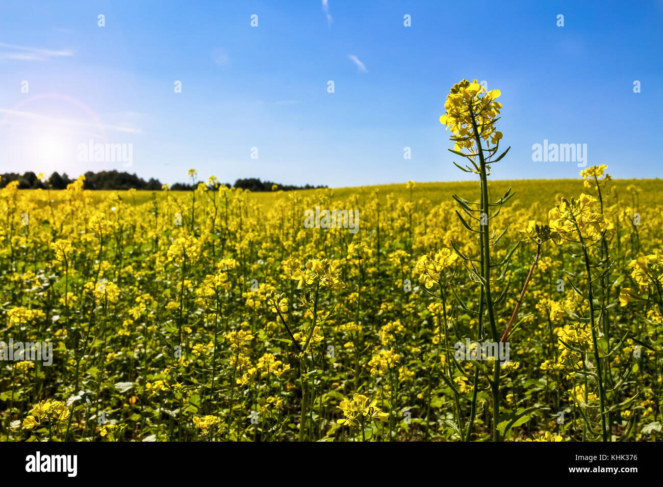 Rapeseed field with blossoming yellow canola flowers (genus Brassica ...
