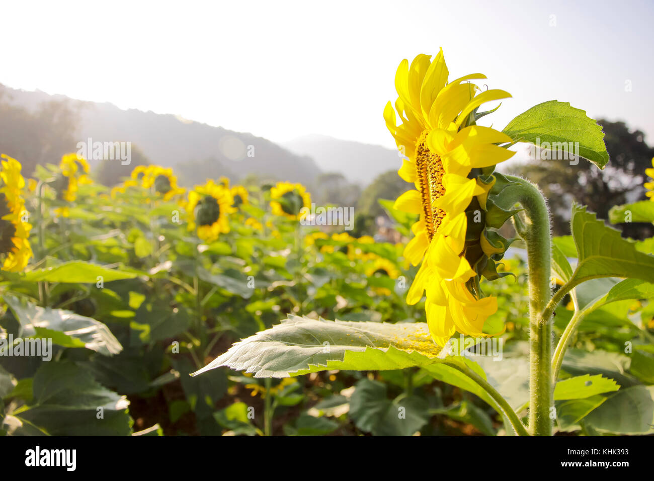 Sunflowers garden. Sunflowers have abundant health benefits. Sunflower ...