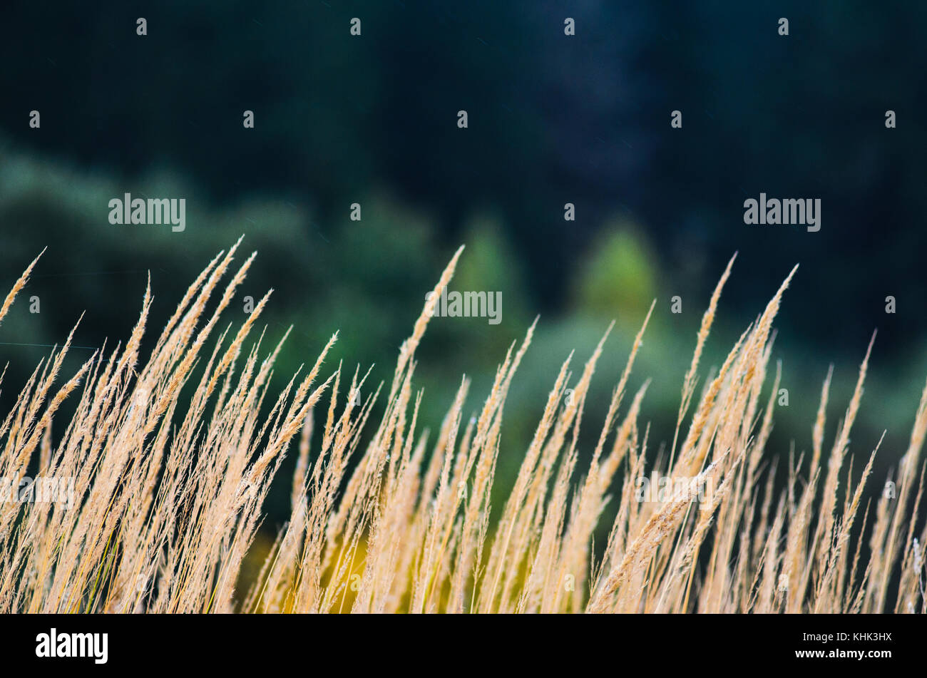 Autumn landscape from the dry stalks of tall grass and tree branches in ...