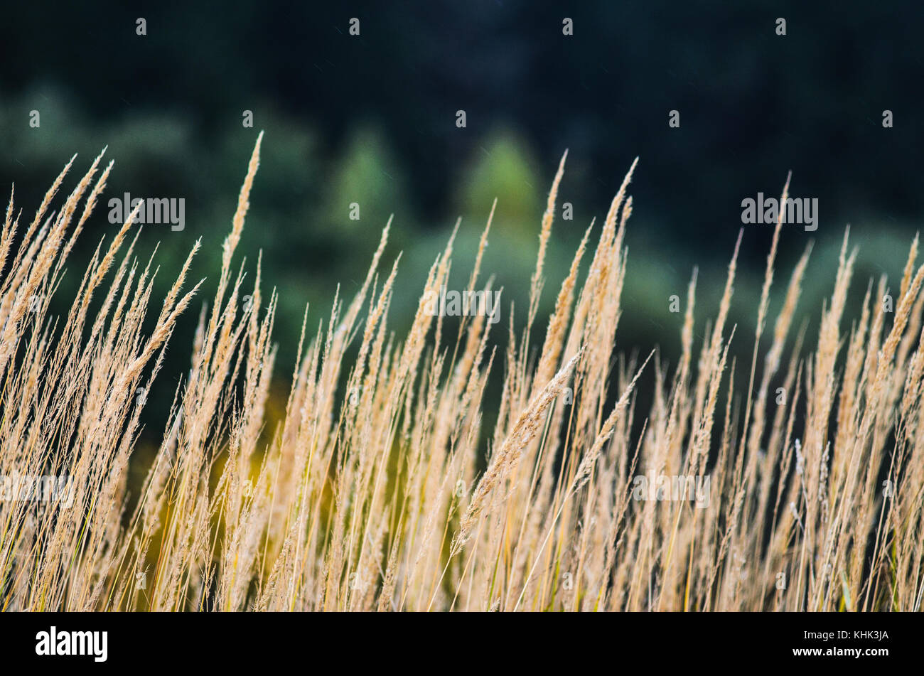 Autumn landscape from the dry stalks of tall grass and tree branches in ...