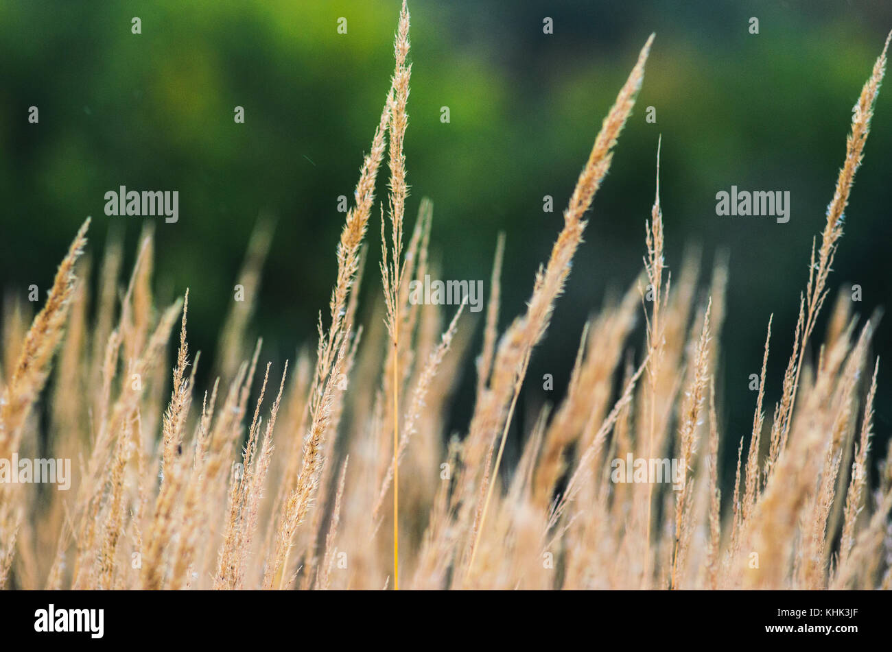 Autumn landscape from the dry stalks of tall grass and tree branches in ...