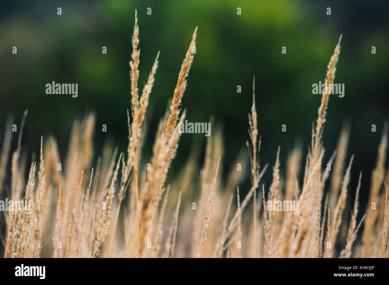Autumn landscape from the dry stalks of tall grass and tree branches in ...