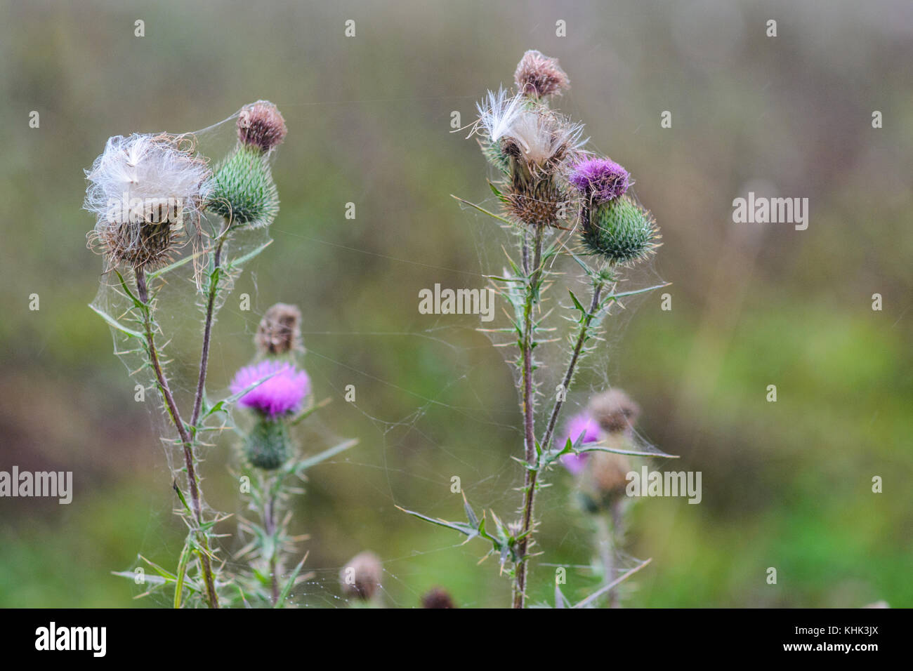 Field milk thistles hi-res stock photography and images - Alamy