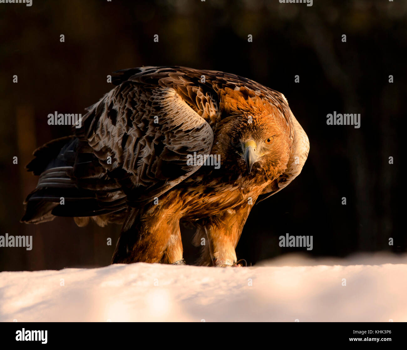 Eurasian Otter on a stony beach on the Isle of Mull Stock Photo - Alamy