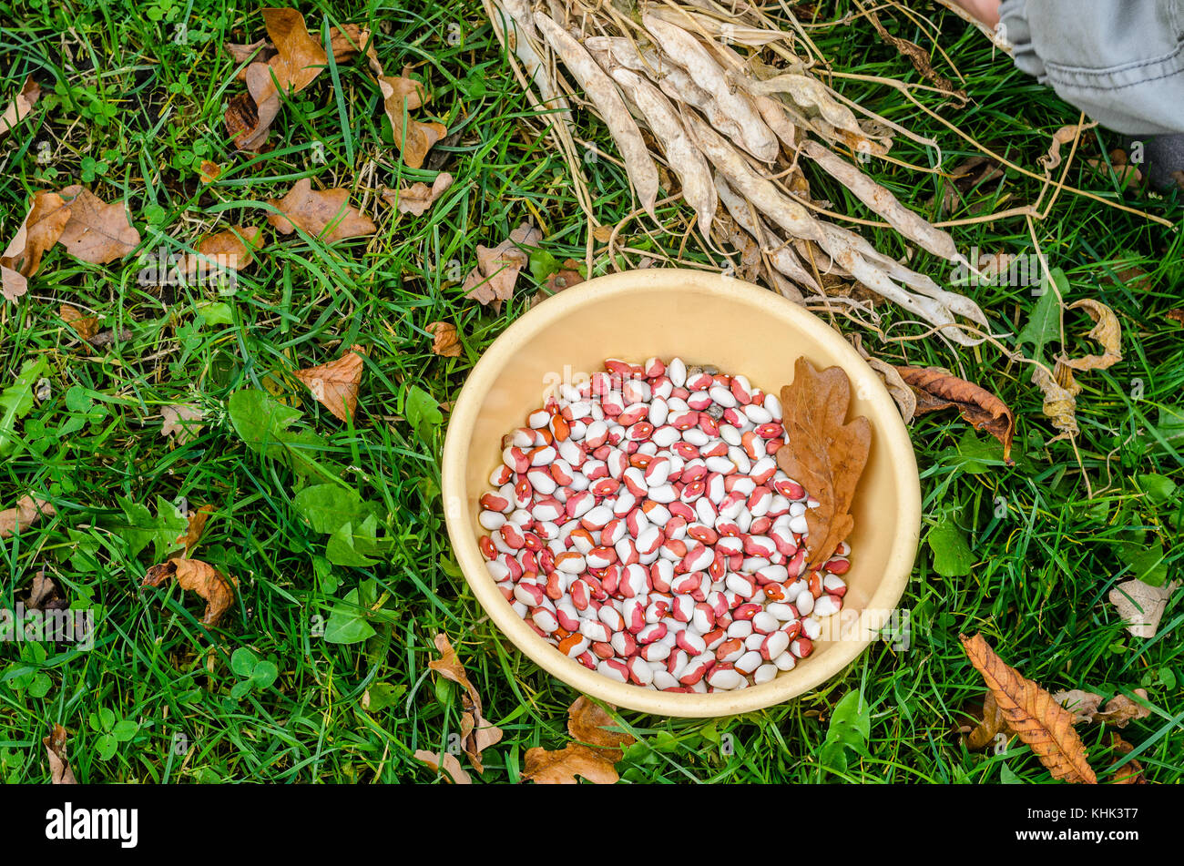 Yellow Plate with Multi Colored Beans on Green Grass, Top View ...