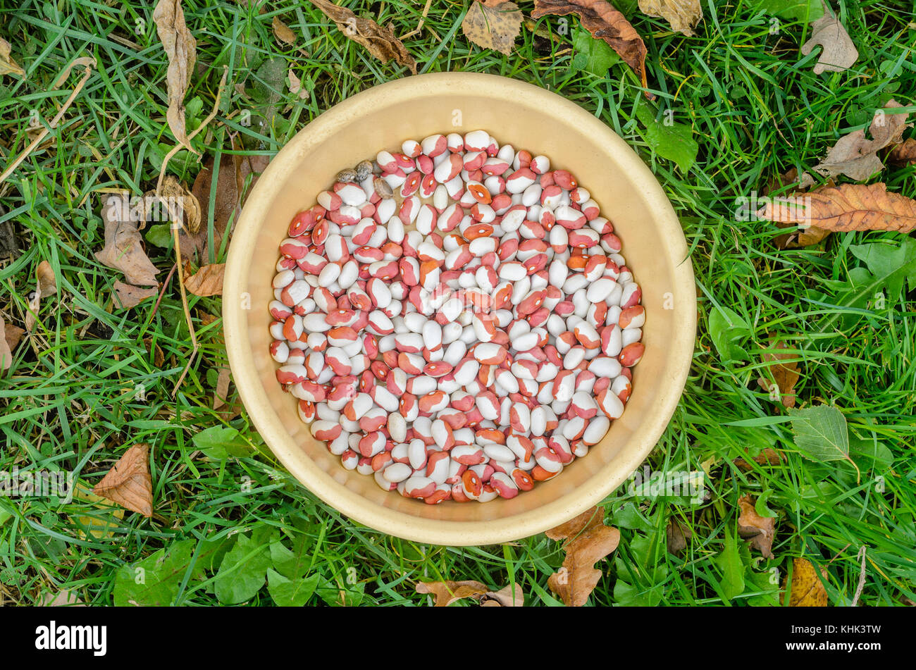 Yellow Plate with Multi Colored Beans on Green Grass, Top View ...