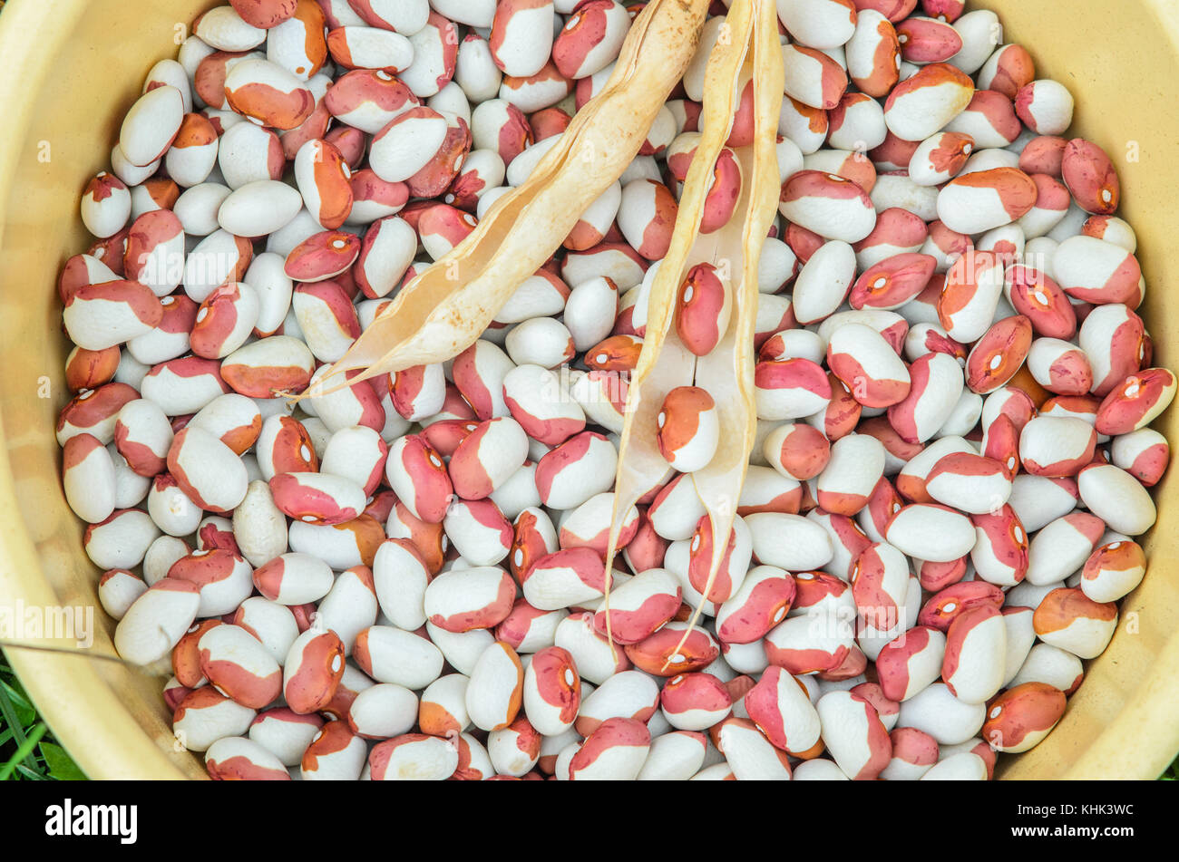 Two-color raw beans in a bucket. Two-tone beans , concept food Stock ...