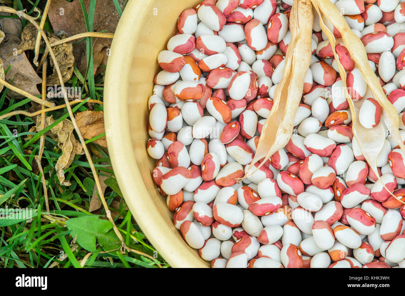 Yellow Plate with Multi Colored Beans on Green Grass, Top View ...