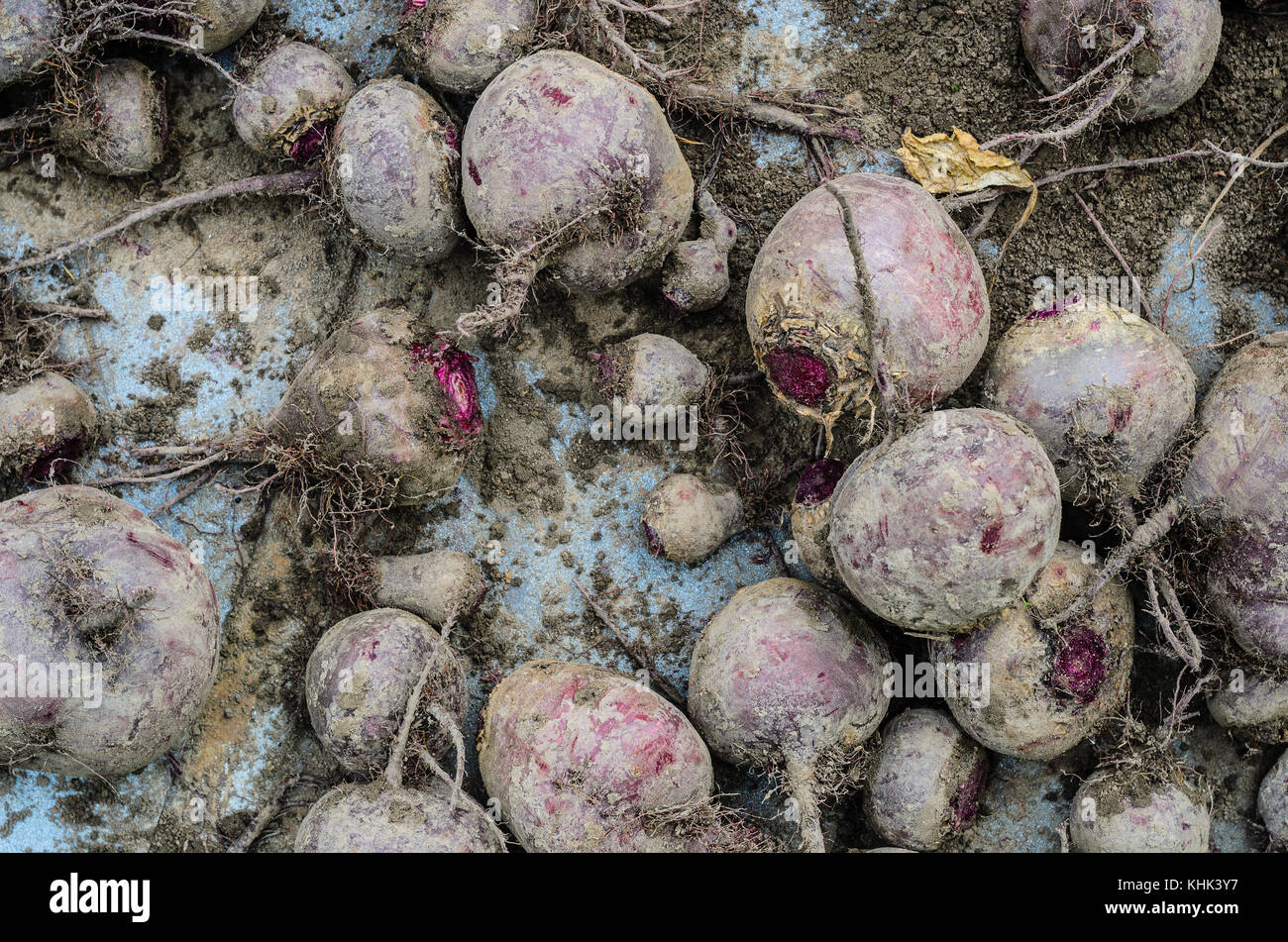 Fresh Dirty Beetroot on an Old Iron Surface, Top View. Harvesting ...