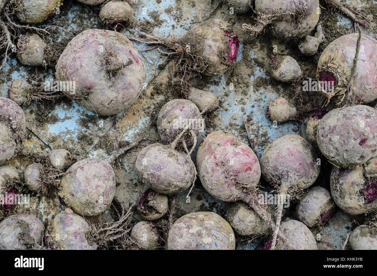 Fresh Dirty Beetroot on an Old Iron Surface, Top View. Harvesting ...