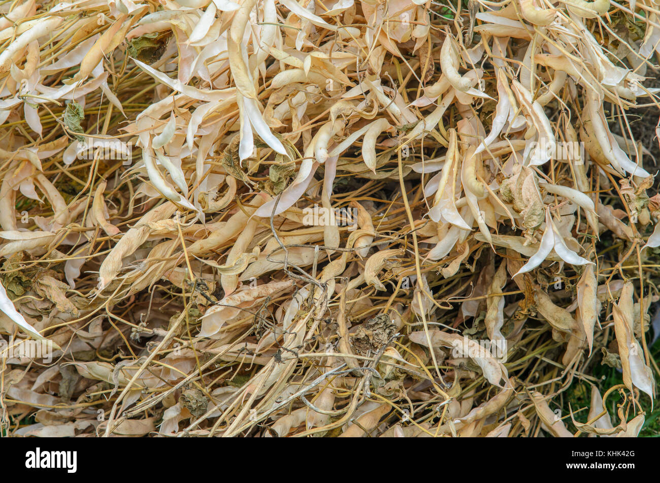 Drying Sheaves of Beans. Husks of Sheaf Background Stock Photo - Alamy