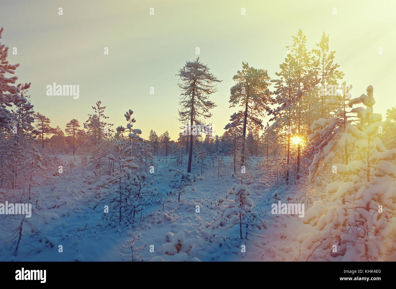 Winter snowy forest at sunset. Beautiful Christmas landscape Stock ...