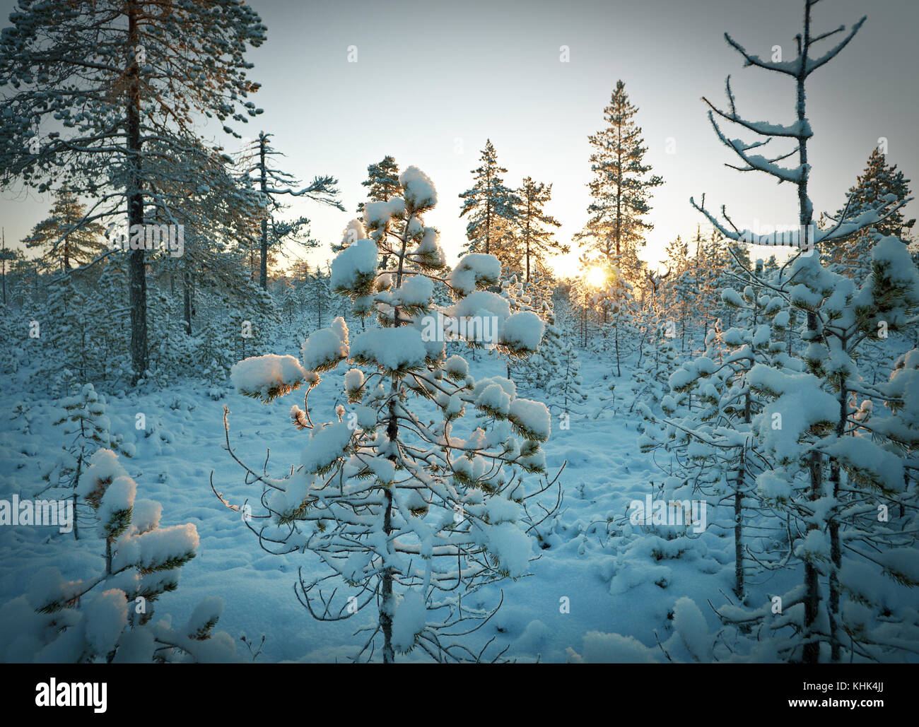 Winter snowy forest at sunset. Beautiful Christmas landscape Stock ...