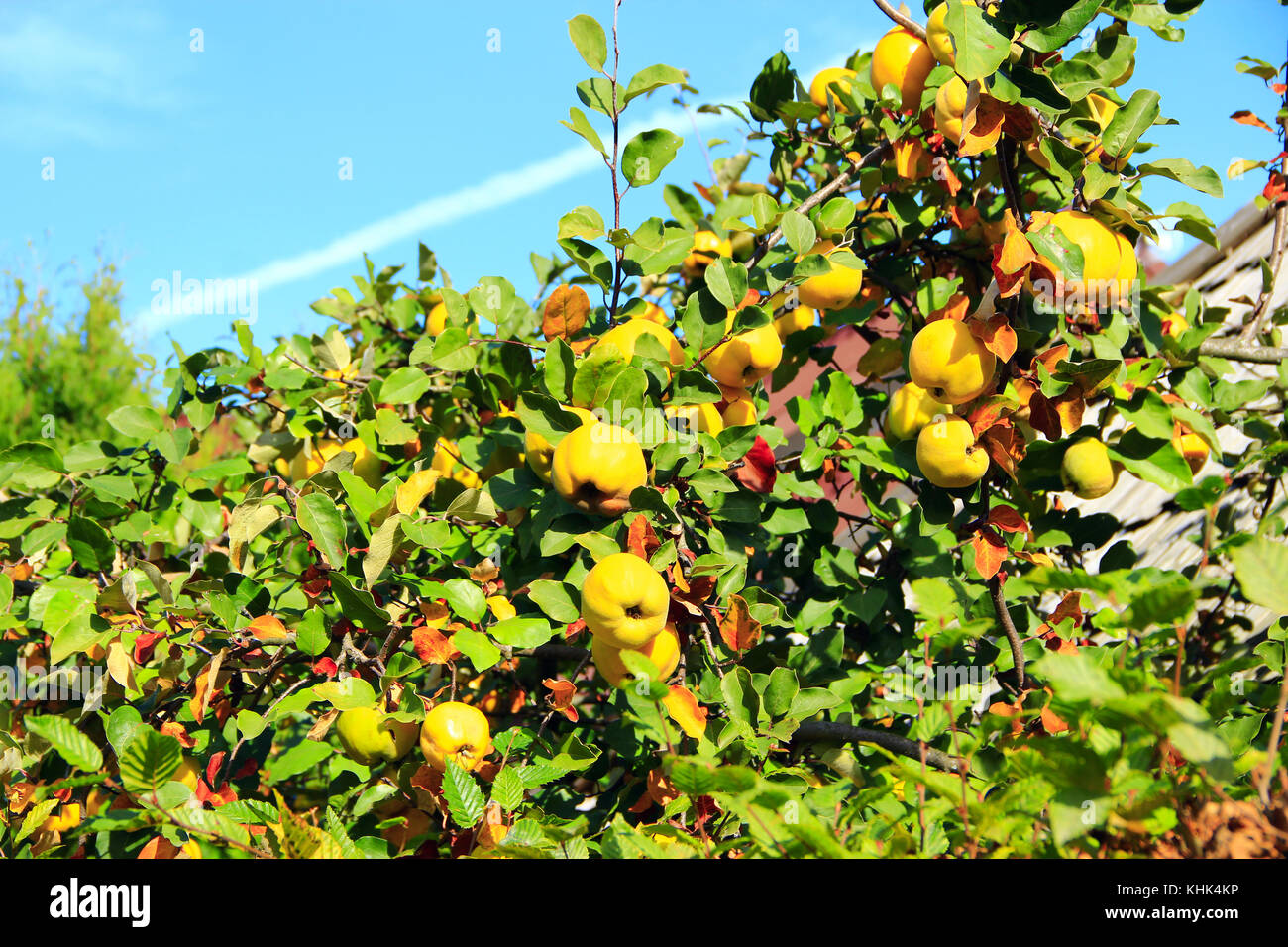ripe fruits of quince on the tree Stock Photo - Alamy