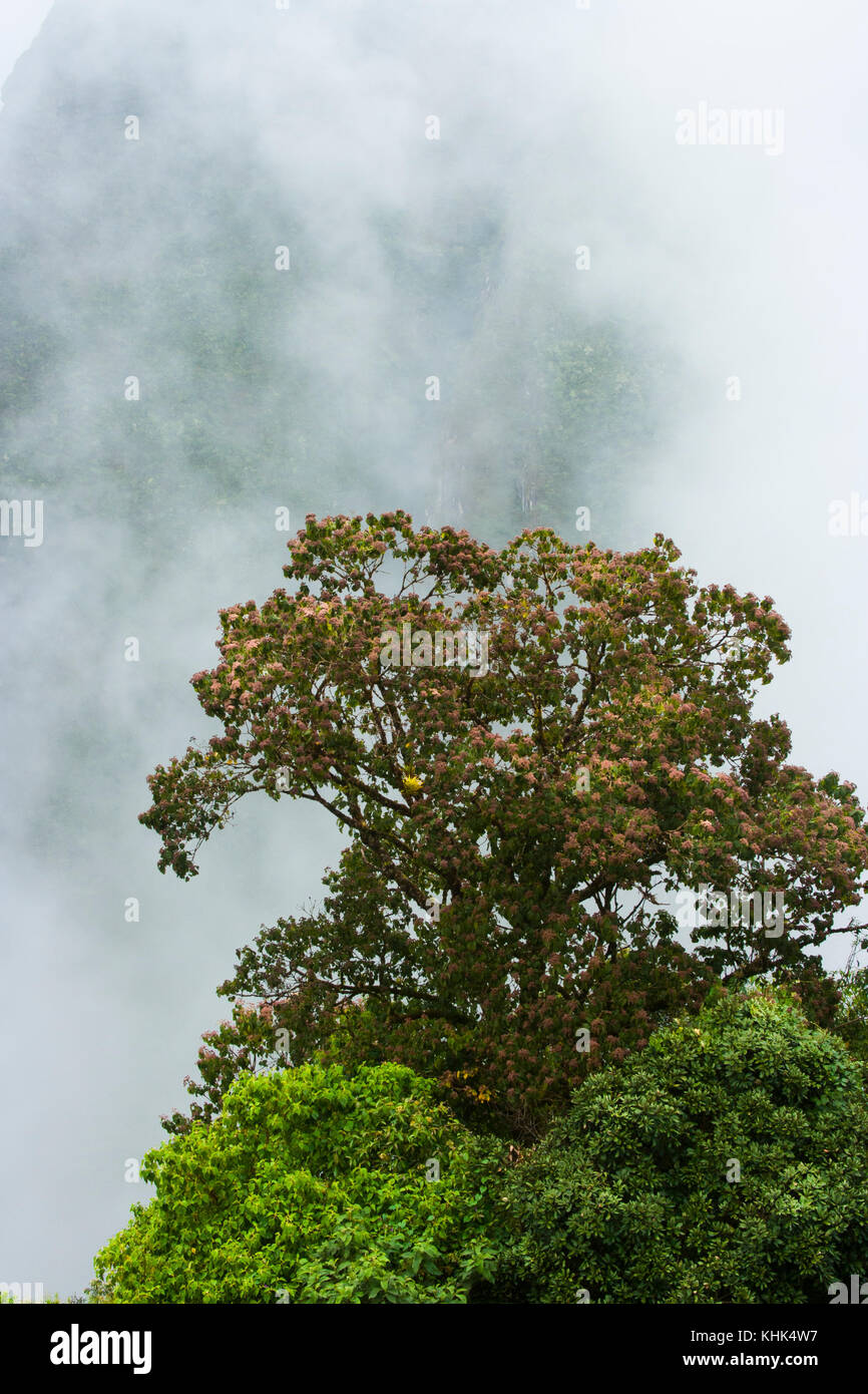 Flowering tree in mist and clouds, Machu Picchu Peru Stock Photo - Alamy