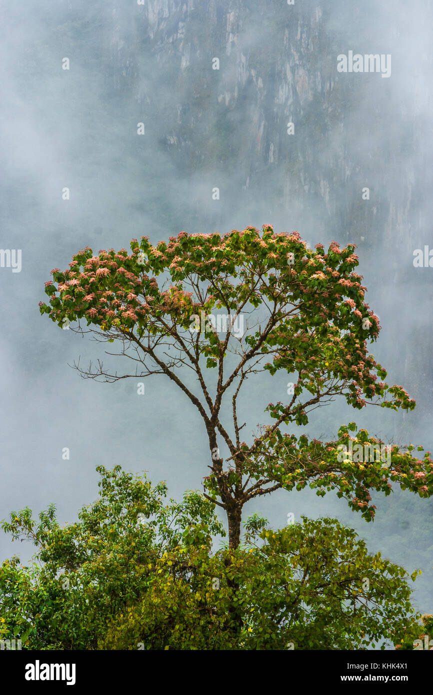Flowering tree in mist and clouds, Machu Picchu Peru Stock Photo - Alamy