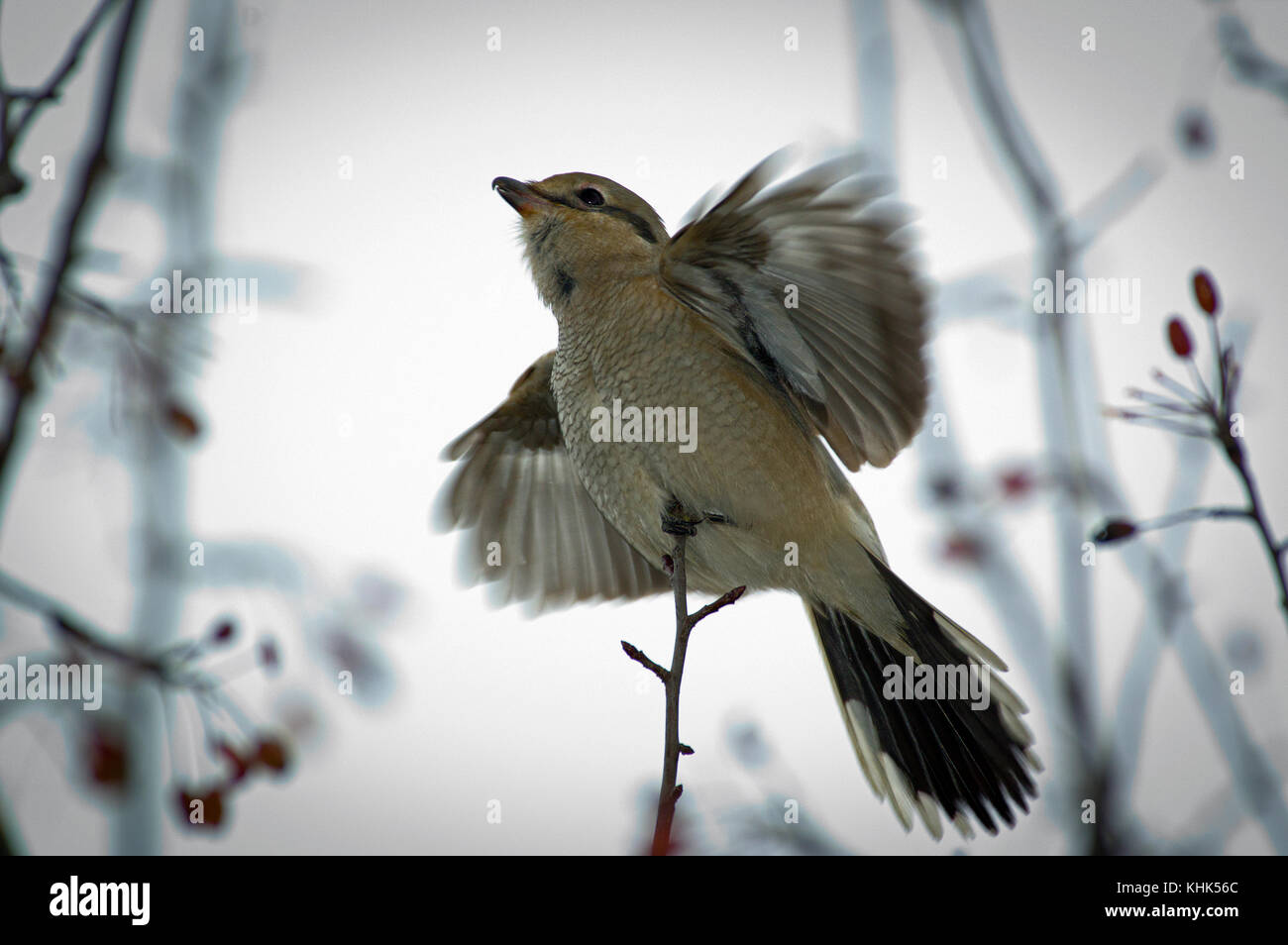 Northern shrike hi-res stock photography and images - Alamy
