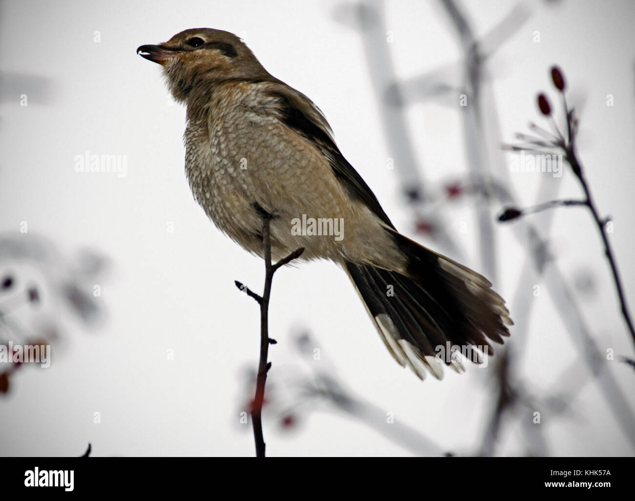 Northern shrike hi-res stock photography and images - Alamy