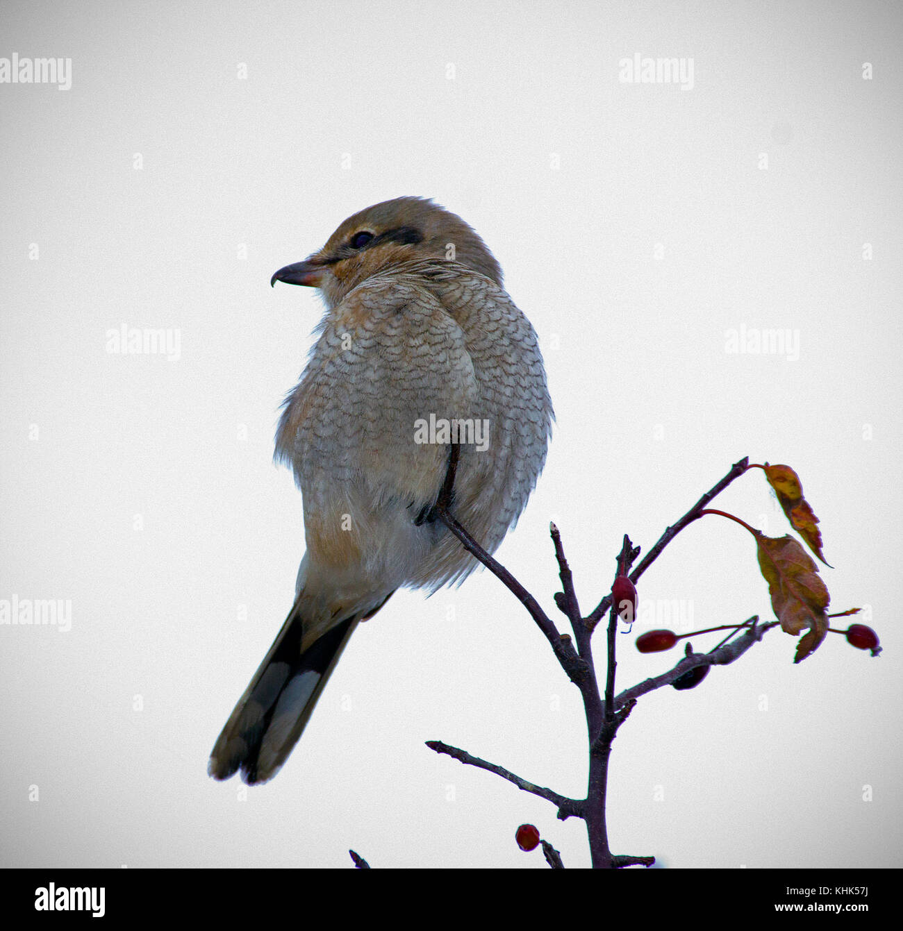 Northern shrike hi-res stock photography and images - Alamy
