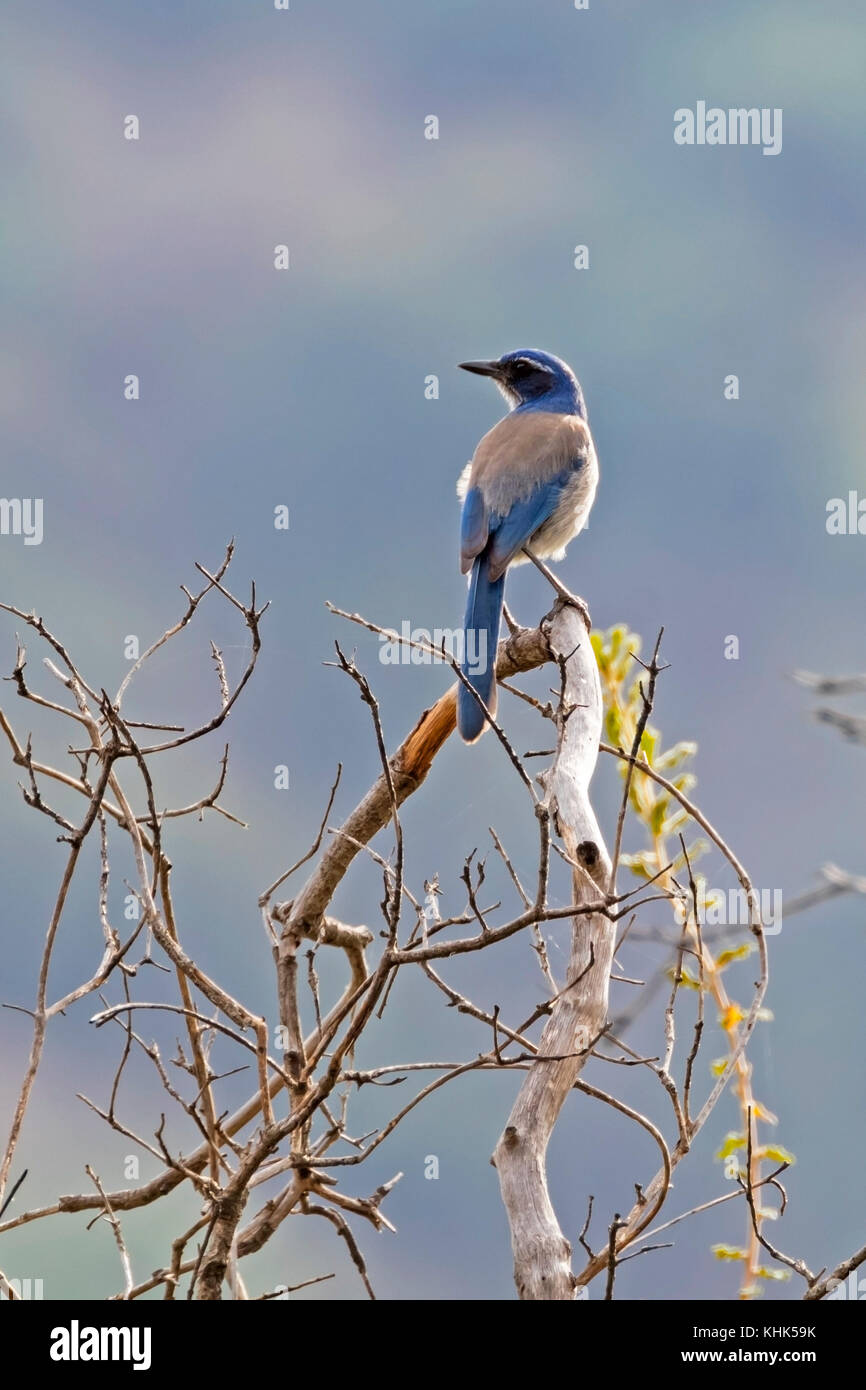 Bird California scrub jay at tree limb perch Stock Photo - Alamy