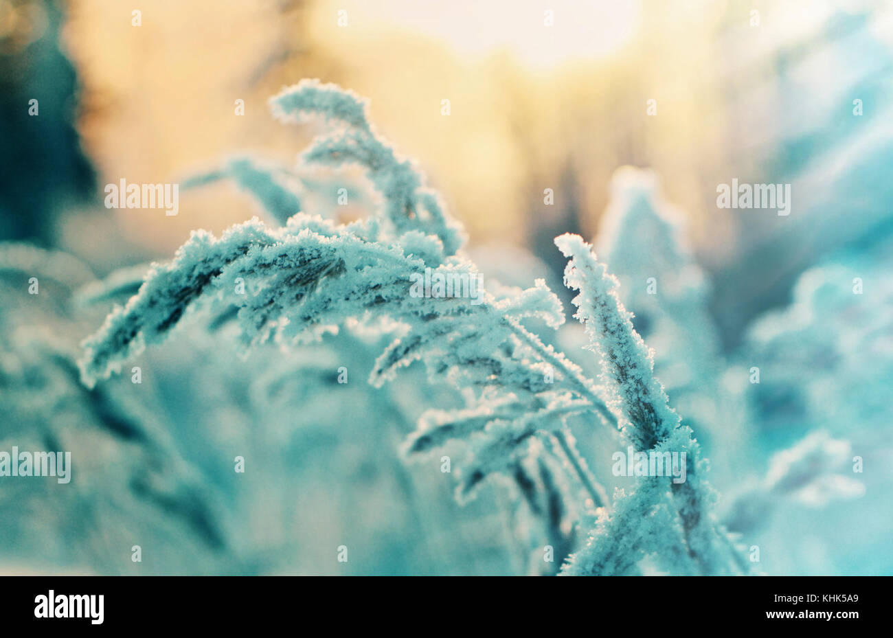 Winter scene .Frozenned flower .pine forest and sunset Stock Photo - Alamy