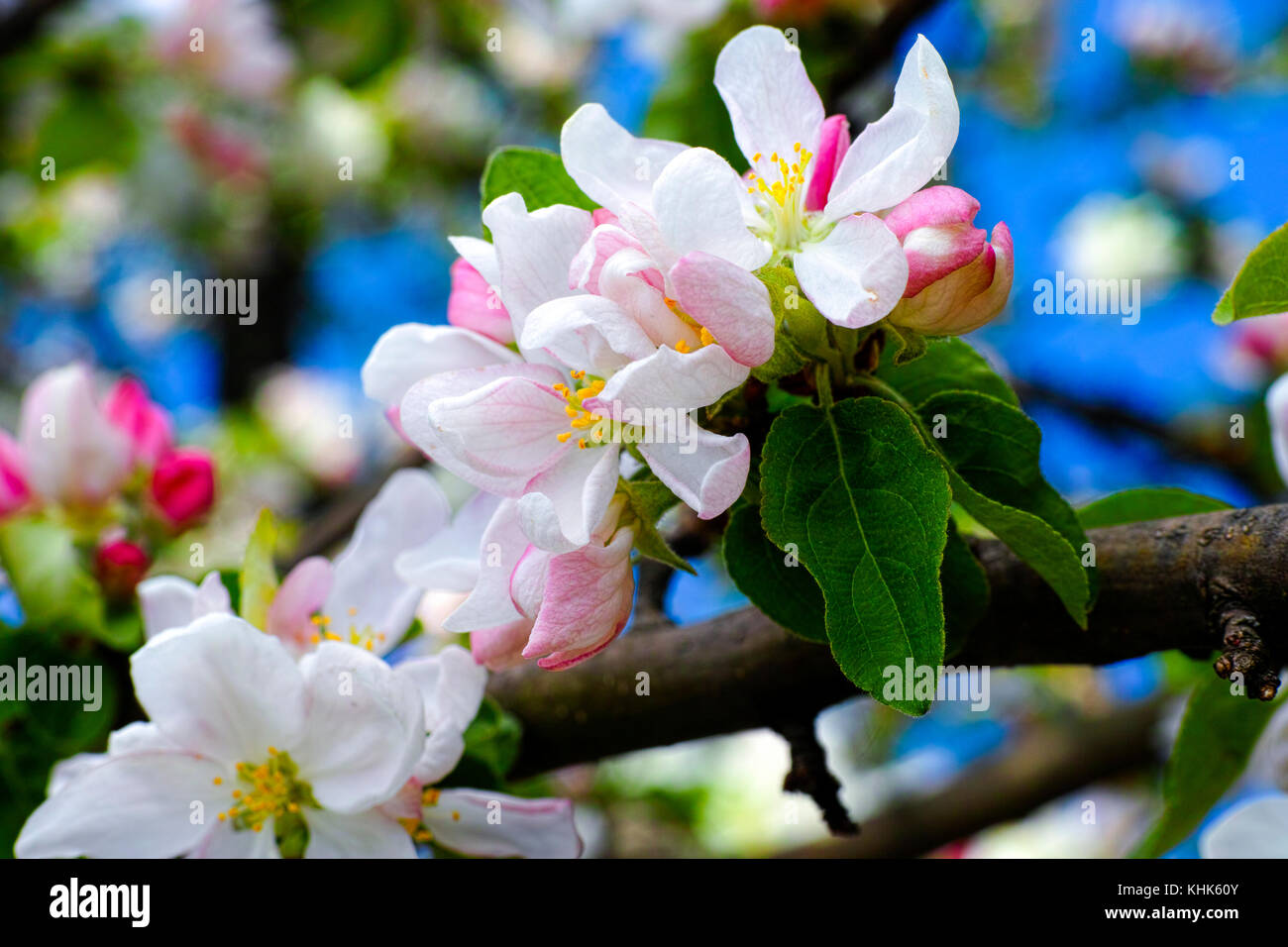 Springtime. Branches of apple tree flower Stock Photo - Alamy