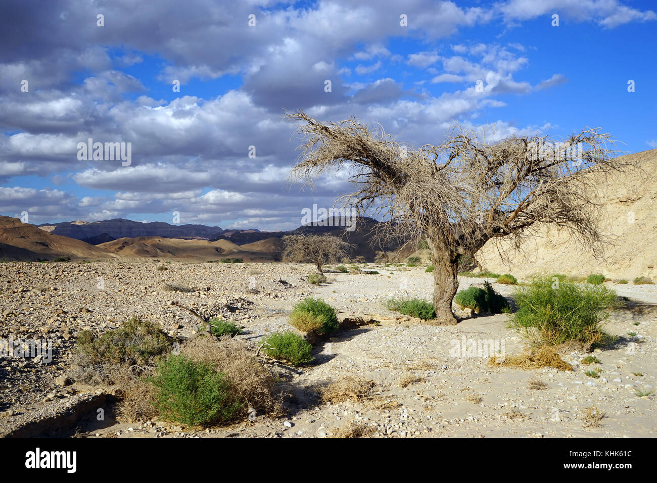 Acacia tree in wadi in hi-res stock photography and images - Alamy