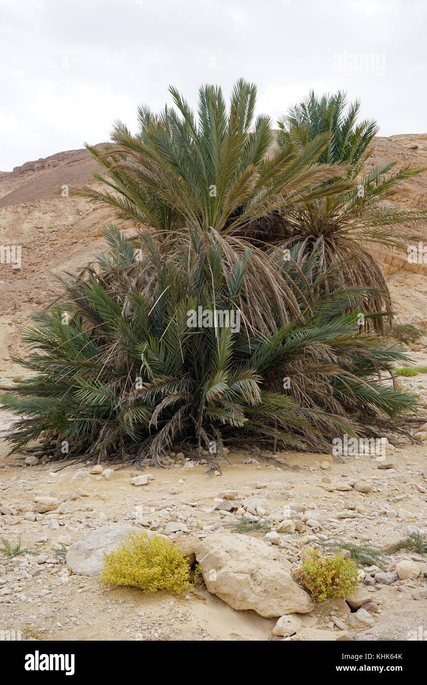 Big palm tree in Negev desert in Israel Stock Photo - Alamy