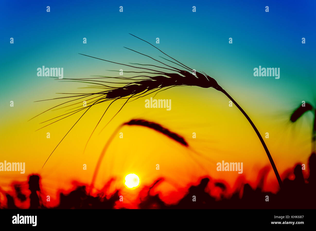 red sunset over field with harvest Stock Photo - Alamy