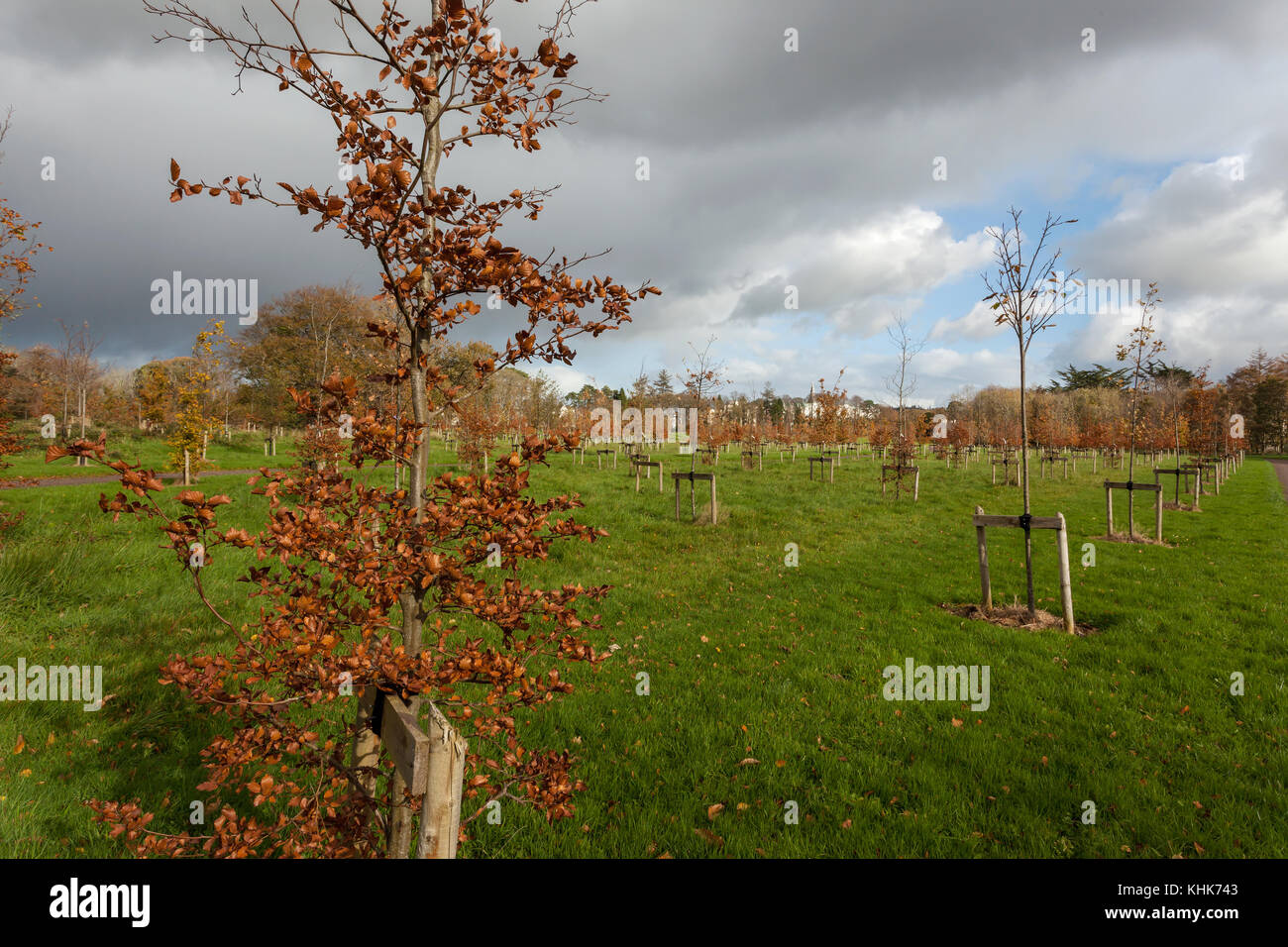 Rows of young trees in a park in Killarney Stock Photo - Alamy